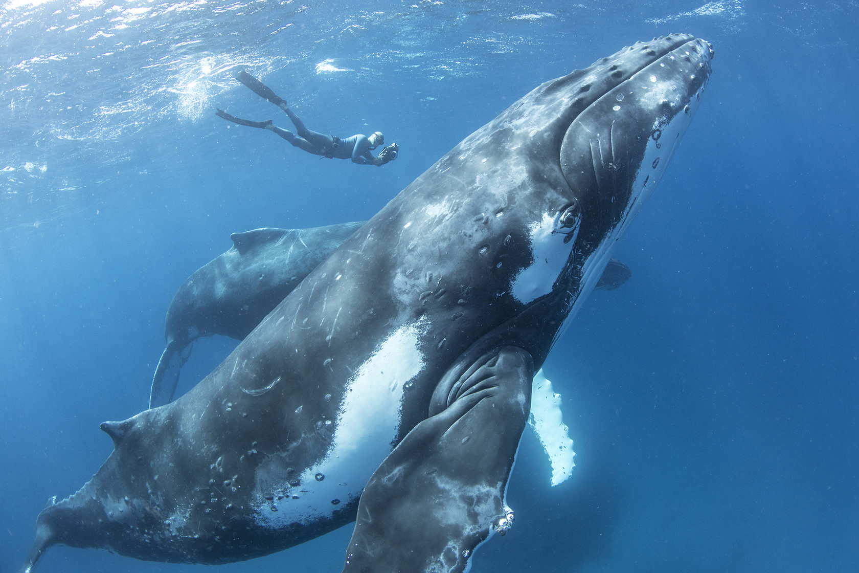 Journey to Tonga islands — swimming with humpback whales | Freediving ...